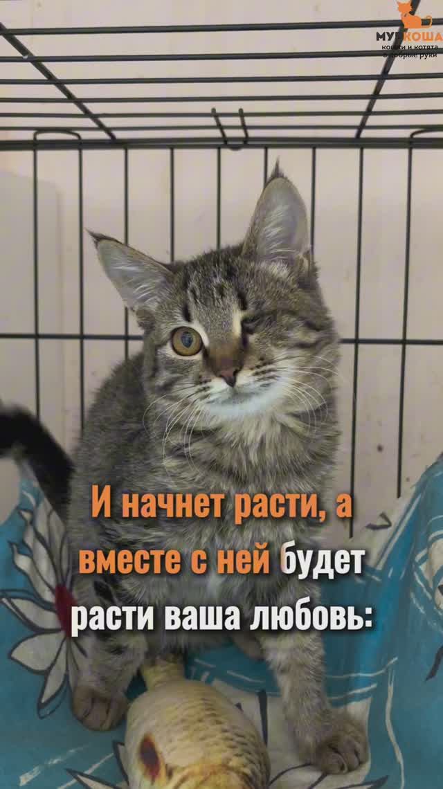 Микруля ждёт вас в приюте #Муркоша