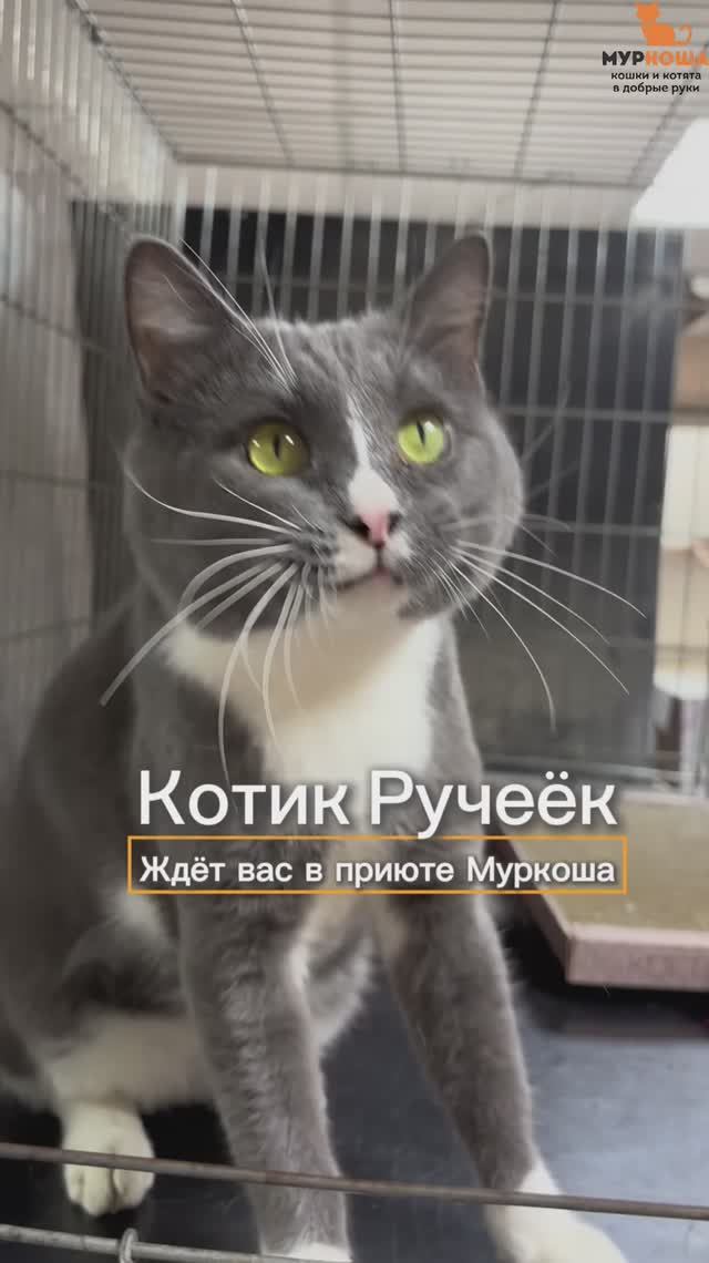 Ручеёк ждёт вас в приюте #Муркоша