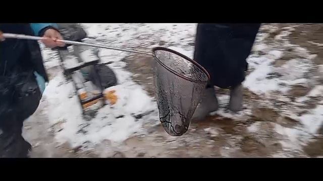 Светлые Горы Форель2 15.11.2025г.