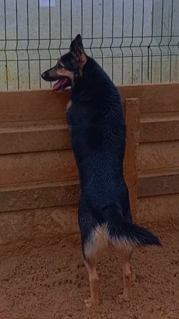 Берточка и её танцы ушами) ❥ Приют в Малинках