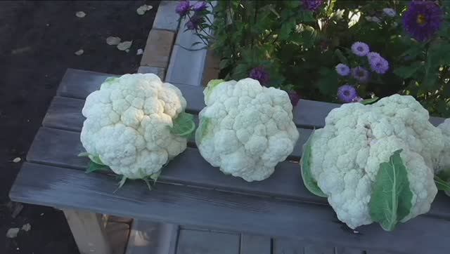 Выращиваю цветную капусту