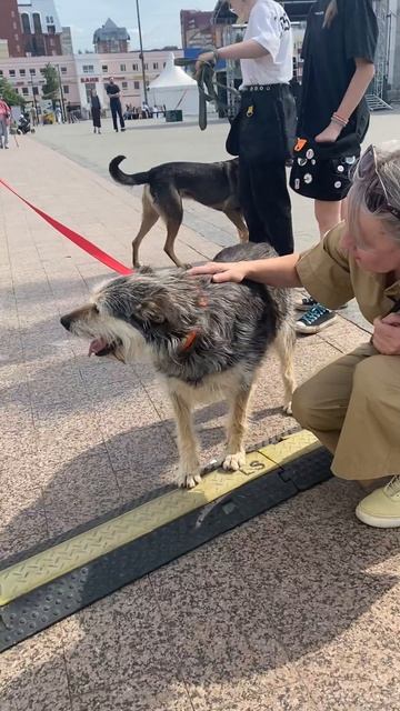 Мотюша 🐶 Барышня - дворянка