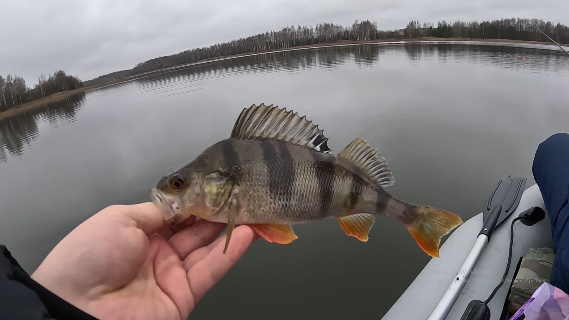 Рыбалка в ноябре 2025. Щука и окунь на спиннинг