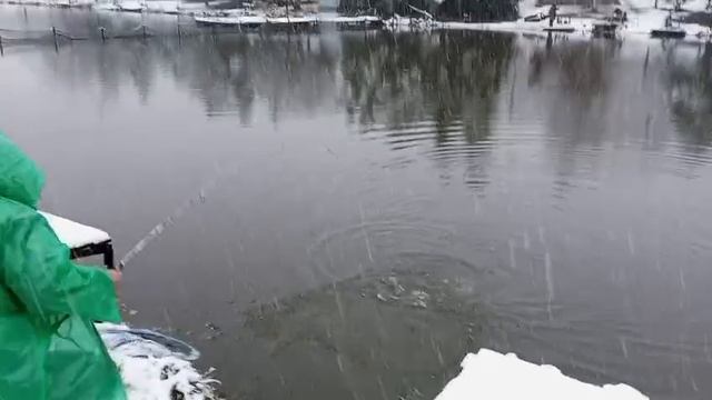 Светлые Горы Форель7 15.11.2025г.