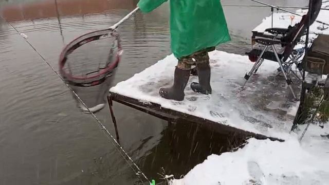 Светлые Горы Форель9 15.11.2025г.