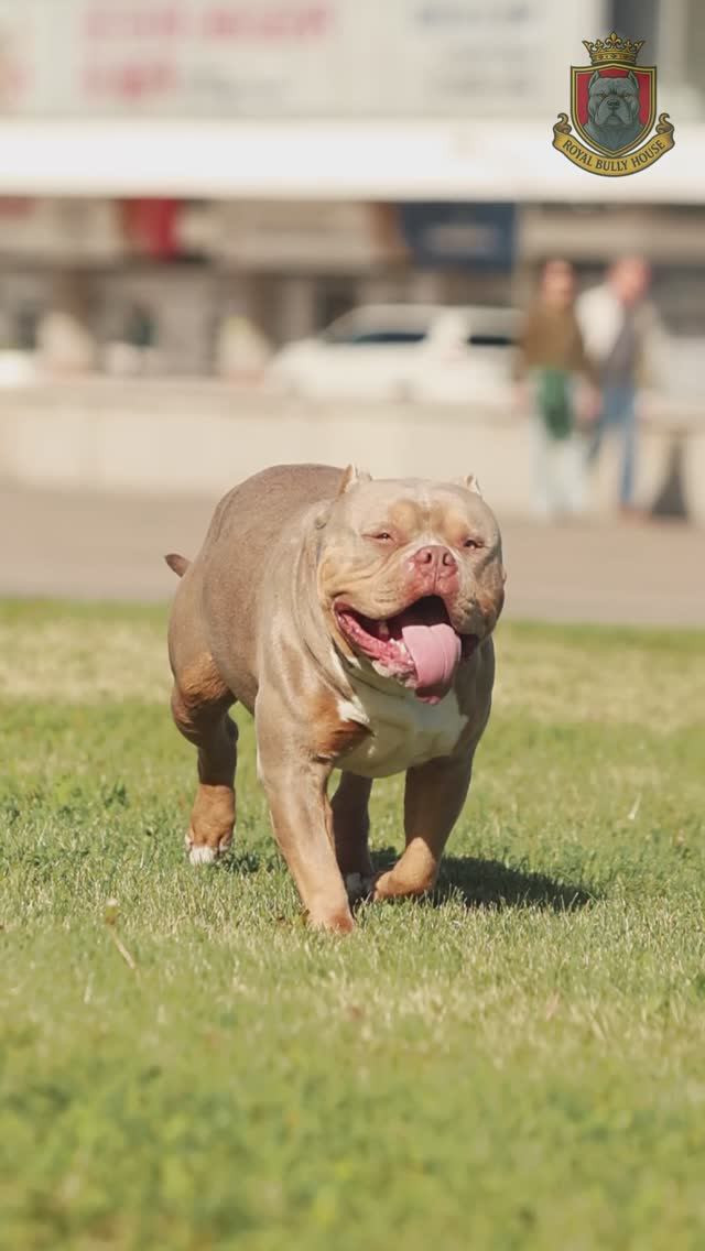 Хабиб | Американский булли | Royal Bully House