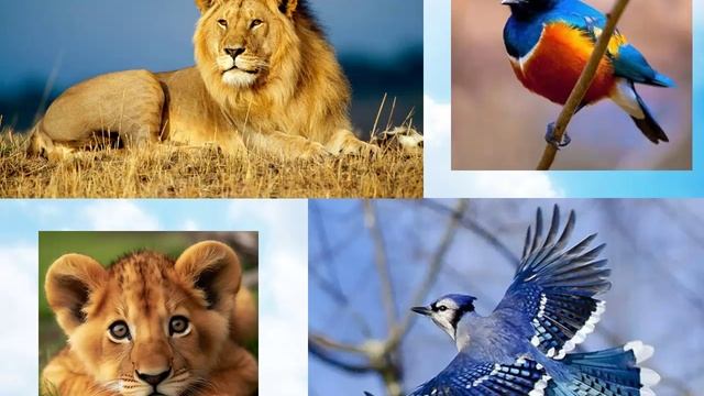 Занятие 3. Птицы.