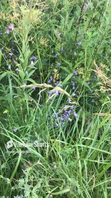 Ленобласть. Хвойное. 12.07.2024. Растение-колокольчики