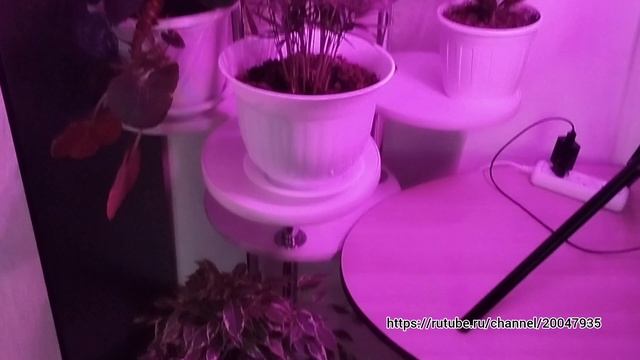 Купил полку для цветов и лампу для подсвечивания
Обзор покупок с ВБ