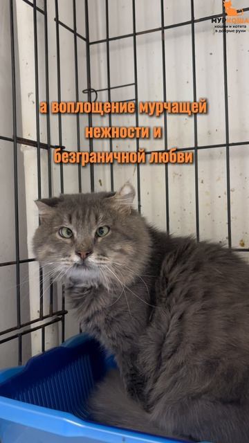 Саваж ждёт вас в приюте #Муркоша