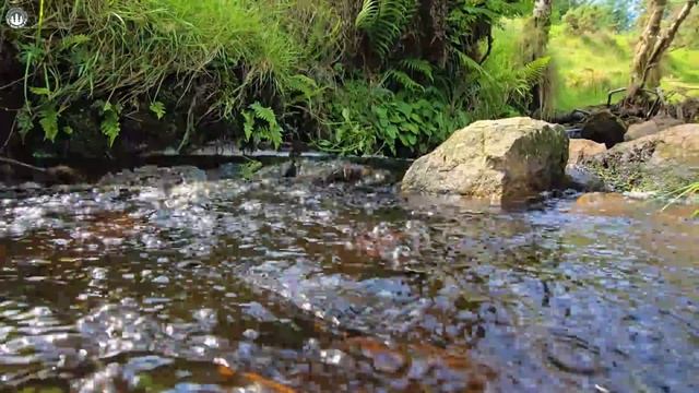 37. Еда на природе АСМР