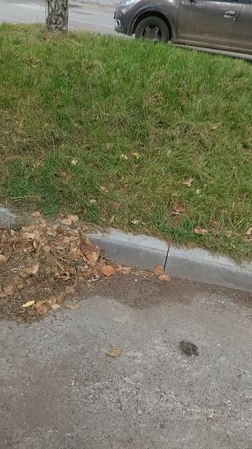 №487. Двор П. Осипенко 48. 10 августа 2025 г., 13:00:38. VID_20250810_130007777