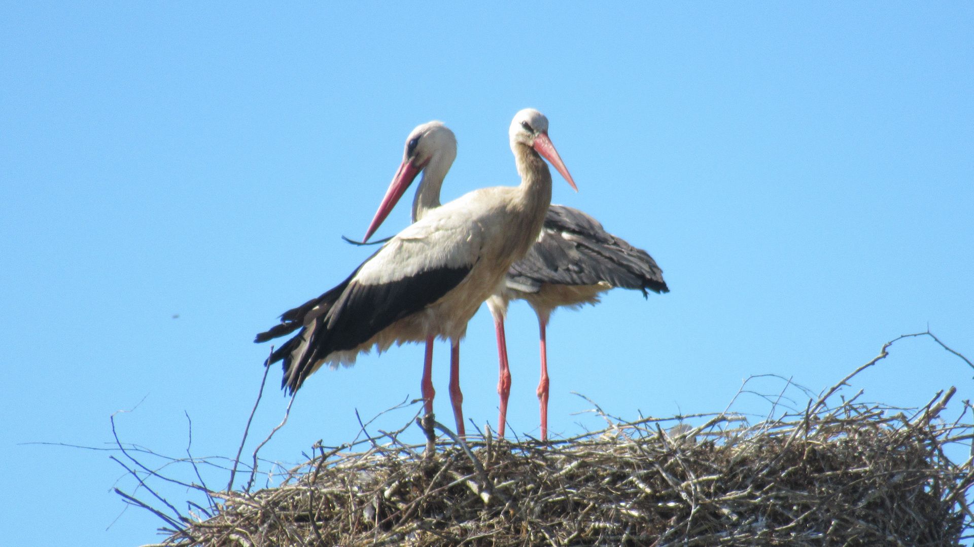 Аисты на земле и в небе. Видеонарезка с белыми аистами