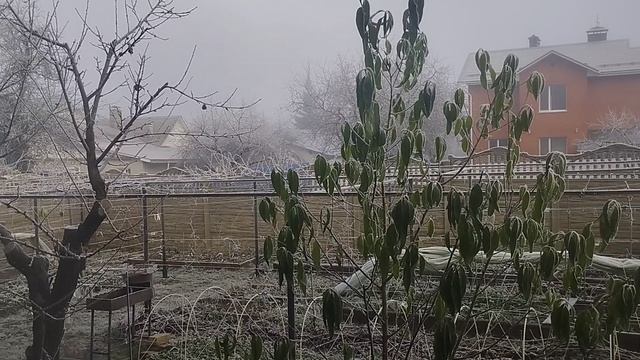 16 ноября двадцать пятый год первый заморозок