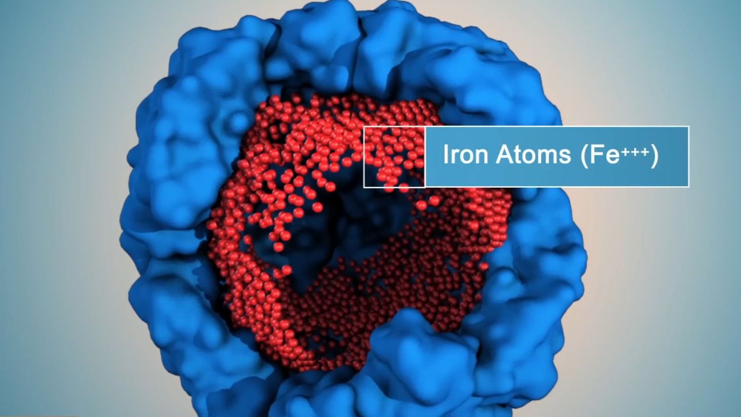 Универсальный конструктор: строение и функции белков