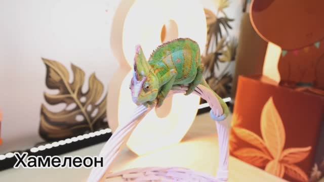 Хамелеон. фото с животными