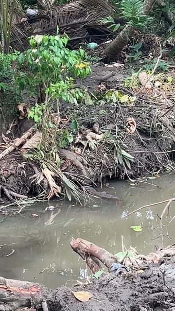 Животные Шри-Ланки