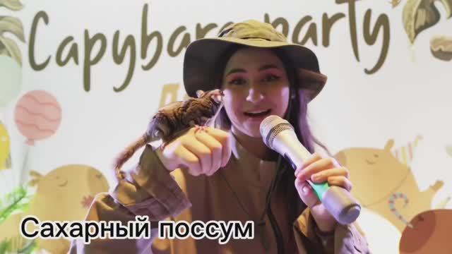 Сахарный поссум.фото с животными