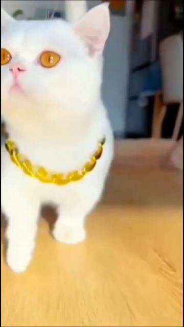 Смешные коты #91-9