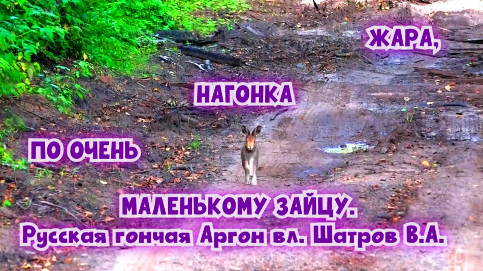 ЖАРА, НАГОНКА ПО ОЧЕНЬ МАЛЕНЬКОМУ ЗАЙЦУ.Русская гончая Аргон вл. Шатров В.А. #охотасгончей#hunting