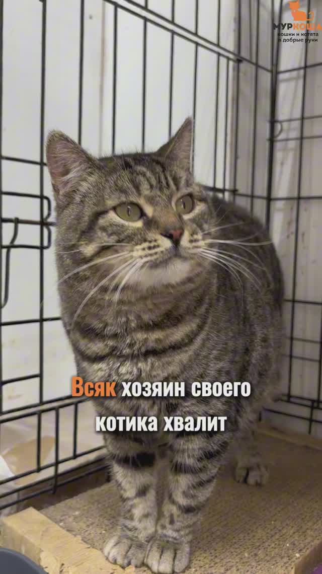 Княжич ждёт вас в приюте #Муркоша