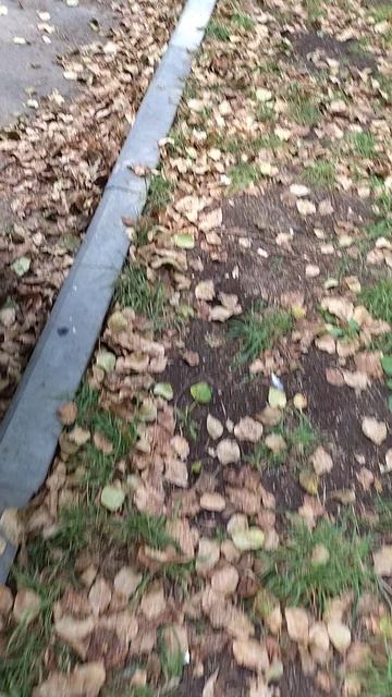 №489. Двор П. Осипенко 48. 11 августа 2025 г., 16:30:00. VID_20250811_162941520