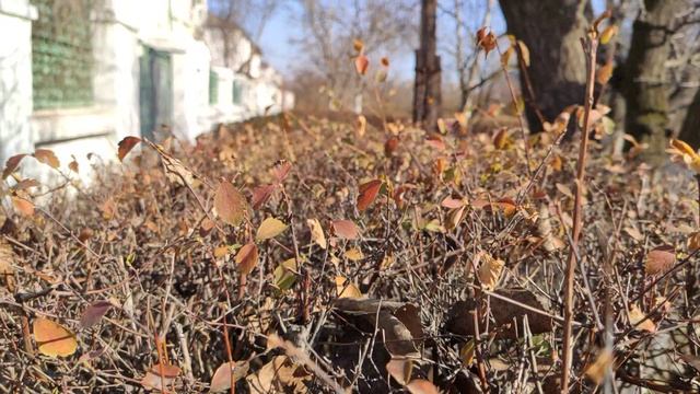 Один из дней города Евпатория | 9 февраля 2021 г | Крым | ХАН БАТОН XAH 6ATOH | VID_20210209_134631