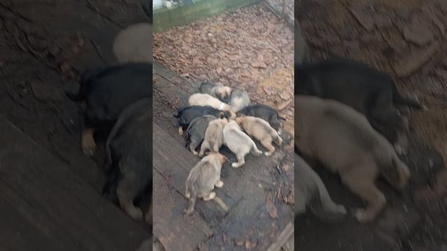 10 веселых щенков