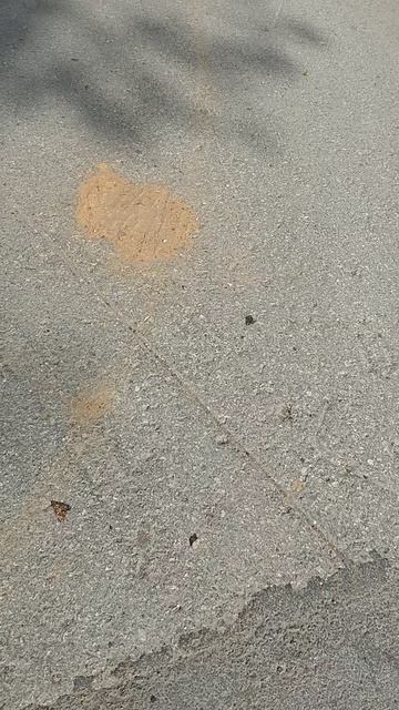 №493. Двор П. Осипенко 48. 11 августа 2025 г., 16:33:37. VID_20250811_163308179