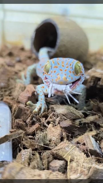 Продолжаем знакомиться с обитателями ульяновского зоопарка