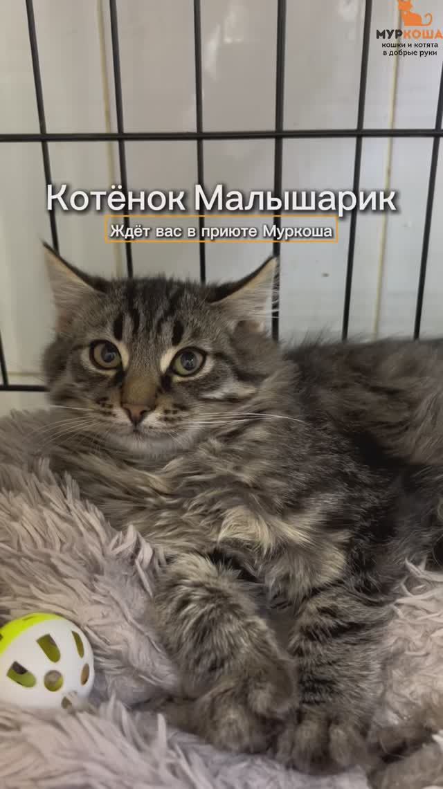 Малышарик ждёт вас в приюте #Муркоша