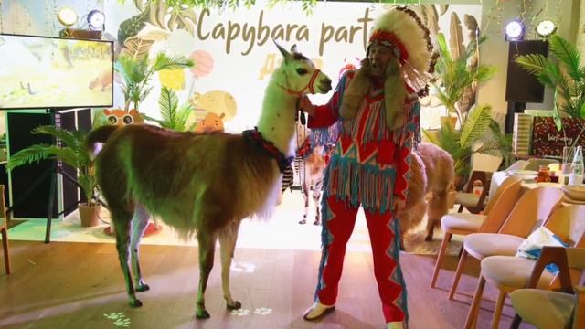 Шоу с ламой и альпакой