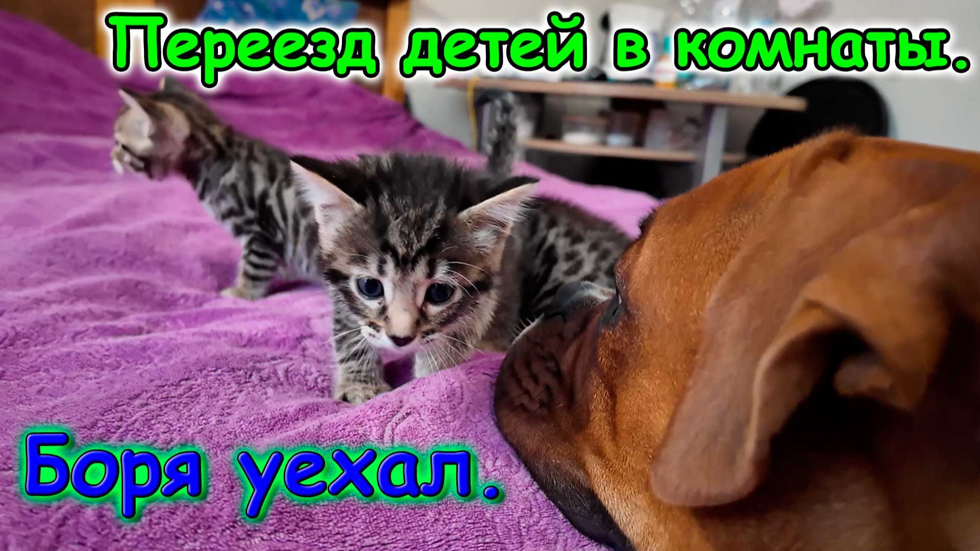 Д.р. Саши - 12 лет. Боря съехал. Переезд детей в другие комнаты. (11.25г.) Семья Бровченко.