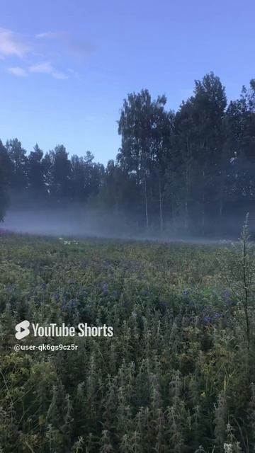 Ленинградская область. Хвойное. 13.07.2024. Утро туманное