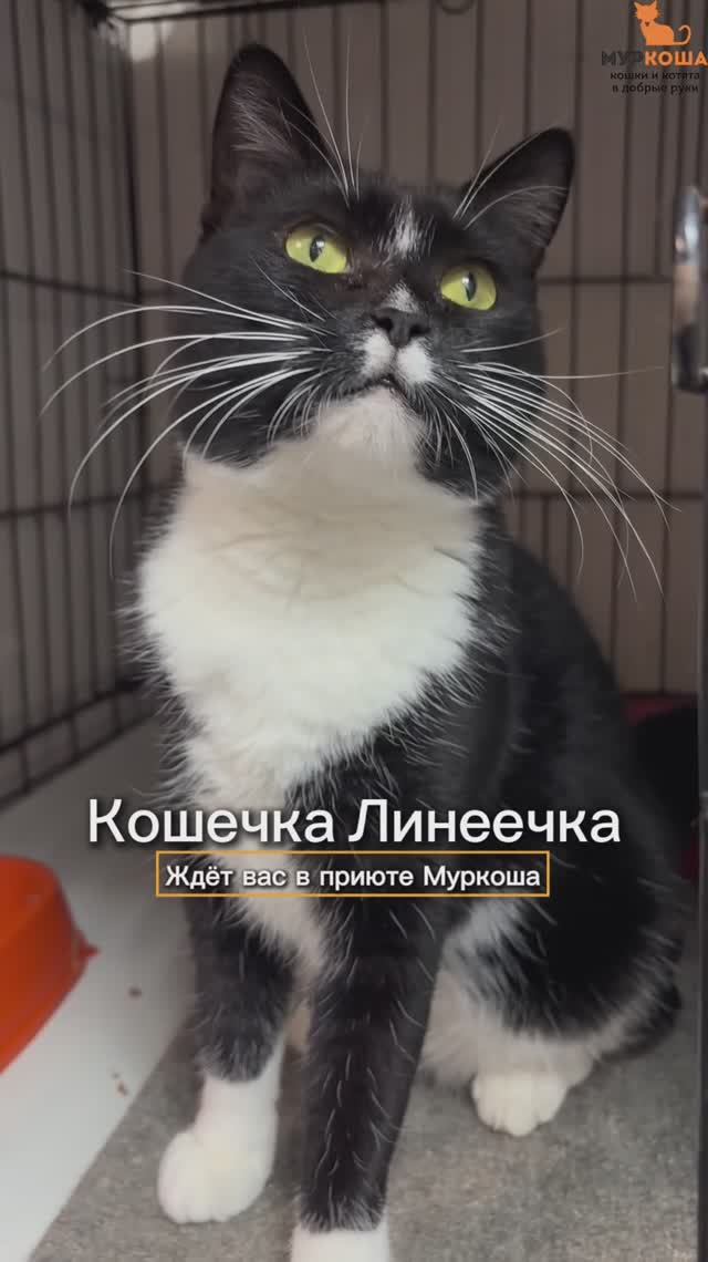 Линеечка ждёт вас в приюте #Муркоша