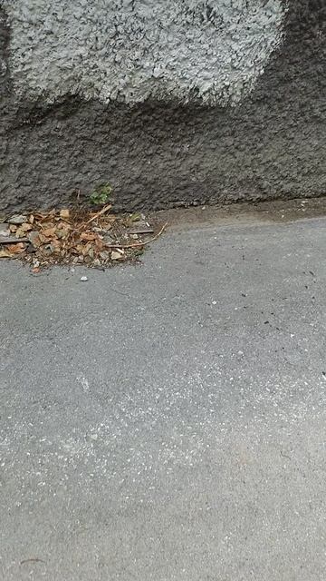 №486. Двор П. Осипенко 48. 10 августа 2025 г., 12:59:39. VID_20250810_125909619