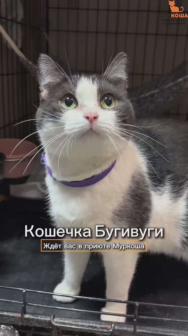 Бугивуги ждёт вас в приюте #Муркоша