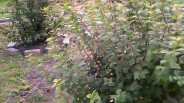 15.9.2016г. АРХИВ.    Осенний САД!!!     Вишни🍒🍒🍒 ВОЙЛОЧНЫЕ!!!  ЗЕМЛЯНИКА🍓🍓🍓!!!