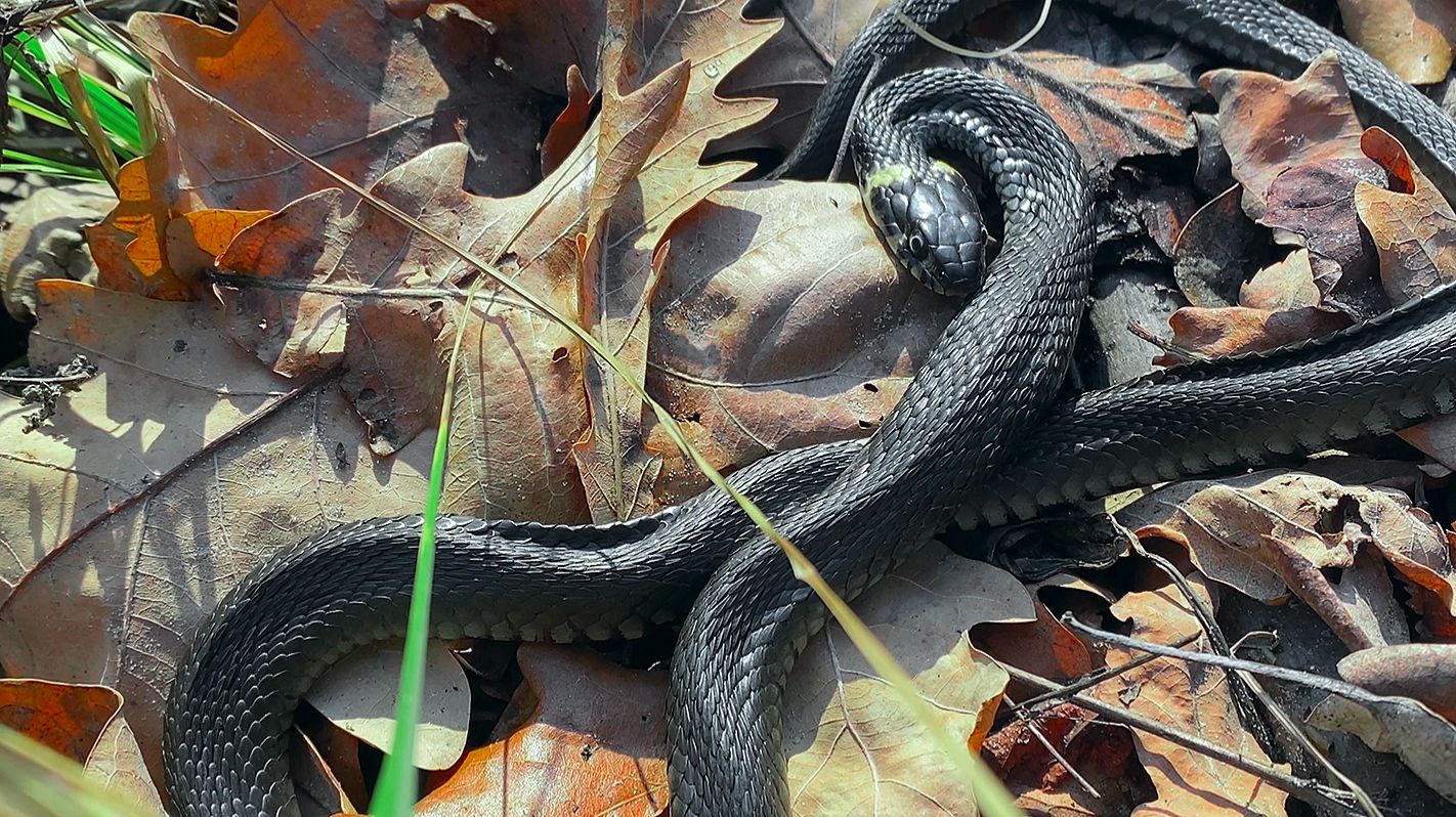 Ищем хищника в тёплый осенний день на реке Хопер