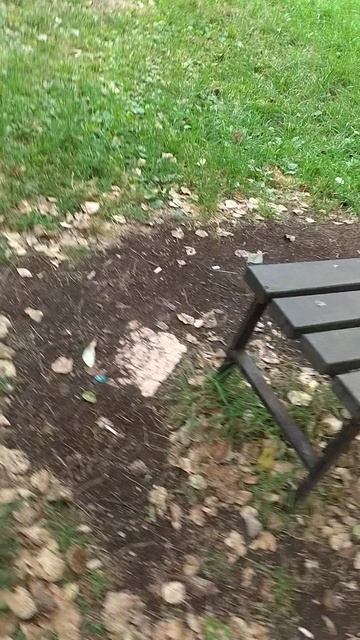 №485. Двор П. Осипенко 48. 10 августа 2025 г., 12:58:08. VID_20250810_125713389