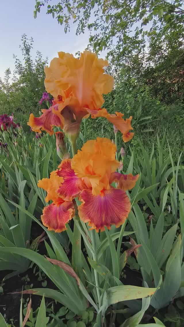 ирис 'Bottle Rocket' (Sutton, 2010)