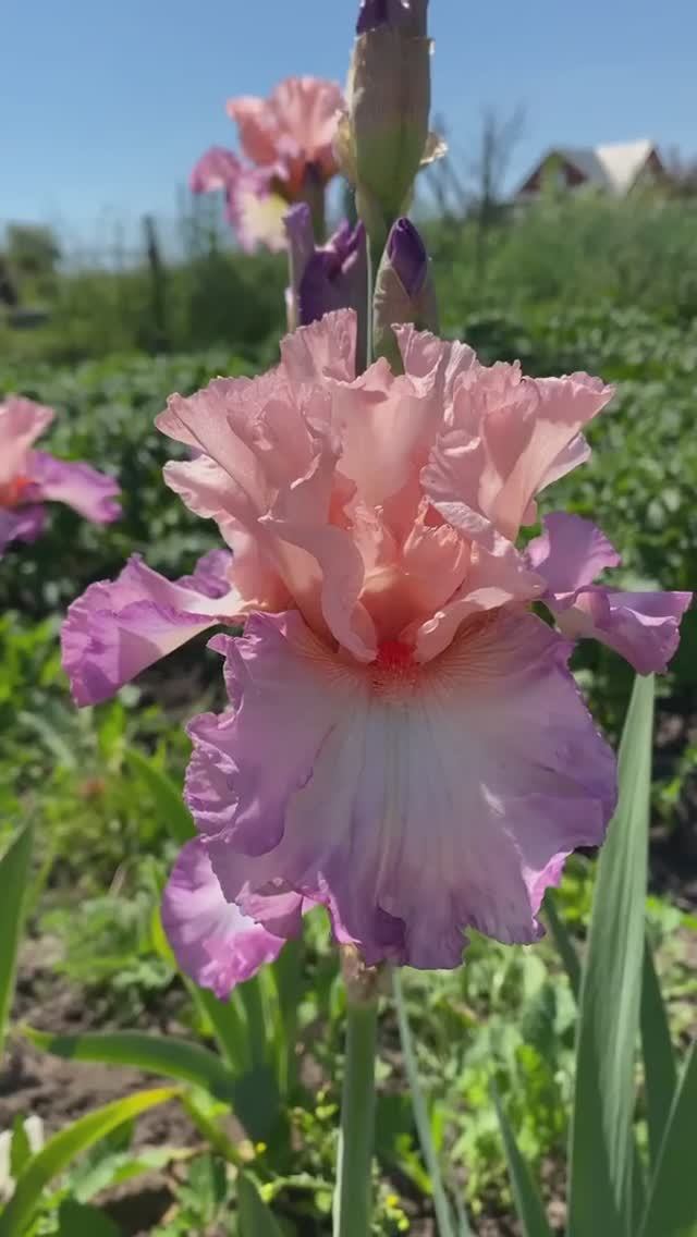 ирис 'Blowing Kisses' (Keith Keppel, R. 2006)