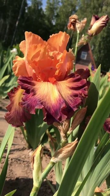 ирис 'Brazilian Art' (Keppel, 2009)