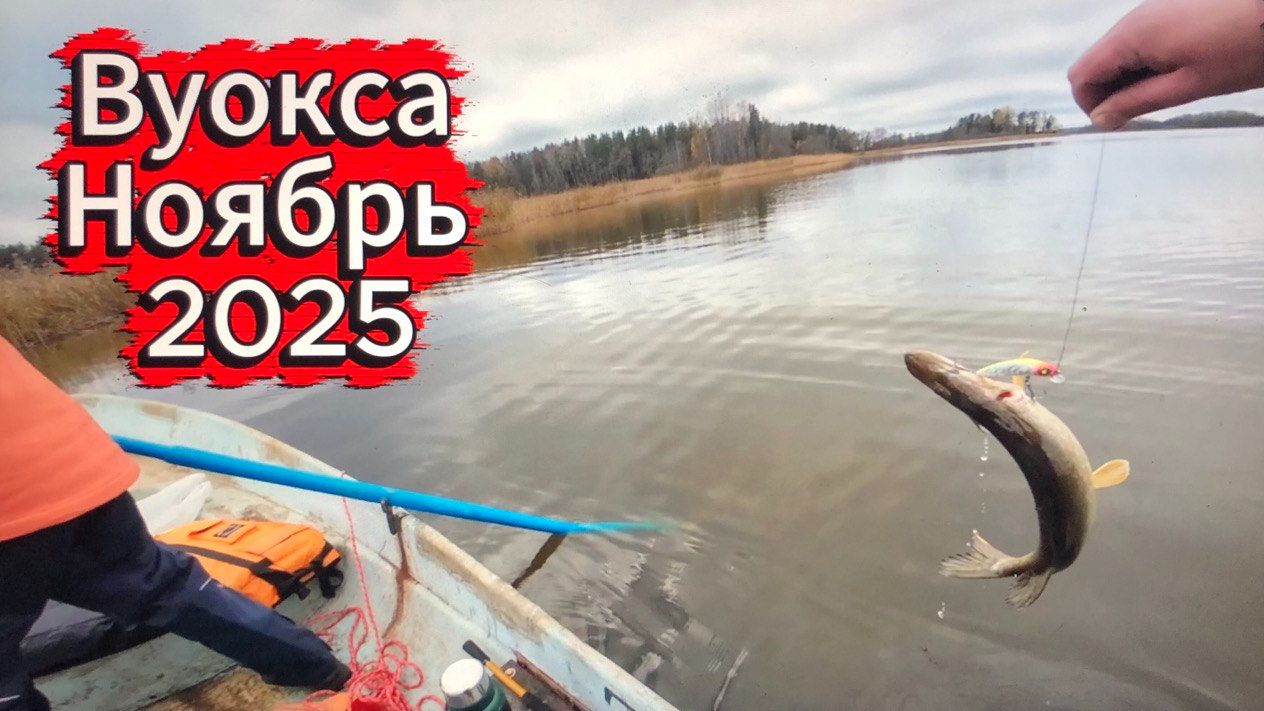 Вуокса ноябрь 2025 . Закрытие сезона . Щуки " МОНСТРЫ " в траве , отдых получился .База Зеленый Мыс.