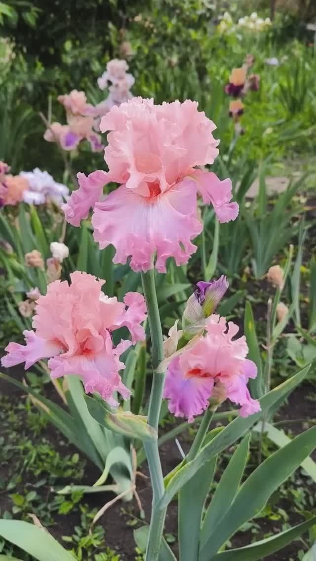 ирис 'Bountiful Bloom' (Black, 2024)