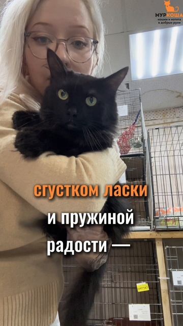 Киллиан ждёт вас в приюте #Муркоша