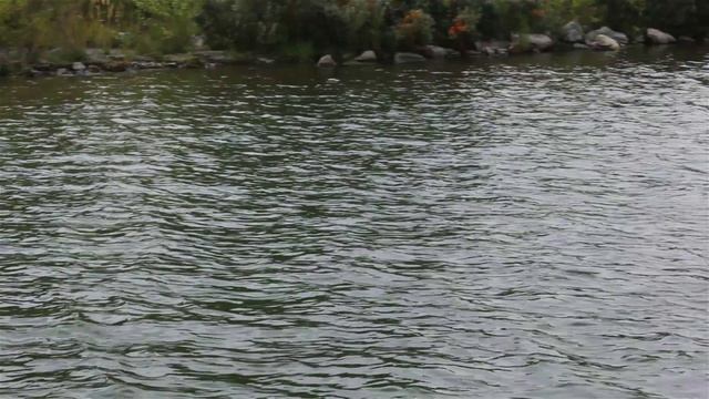 Светлана Малюка-Чистота