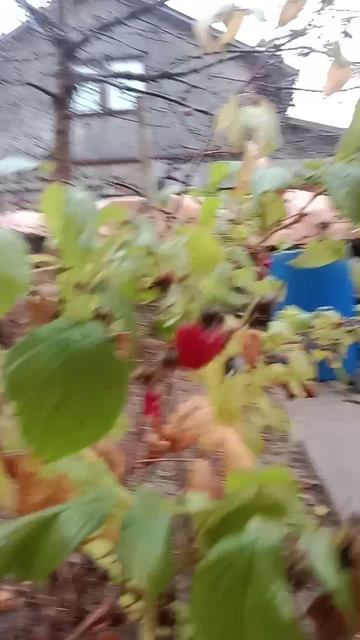 17 ноября. Сад , который не боится заморозков