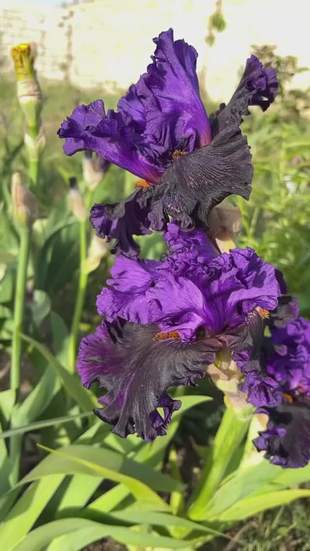 ирис 'Boldly Go' (B. Blyth, 2013)