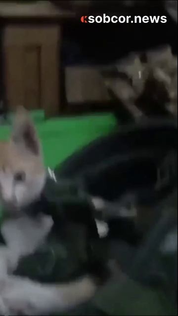 Каску "отжали" боевые котята #прикол #юмор #котики